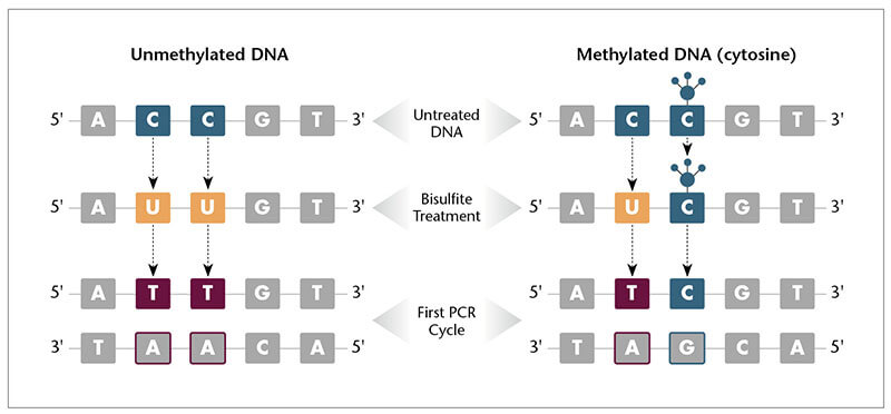 Detection and technology - colorectal screening assay Epi proColon